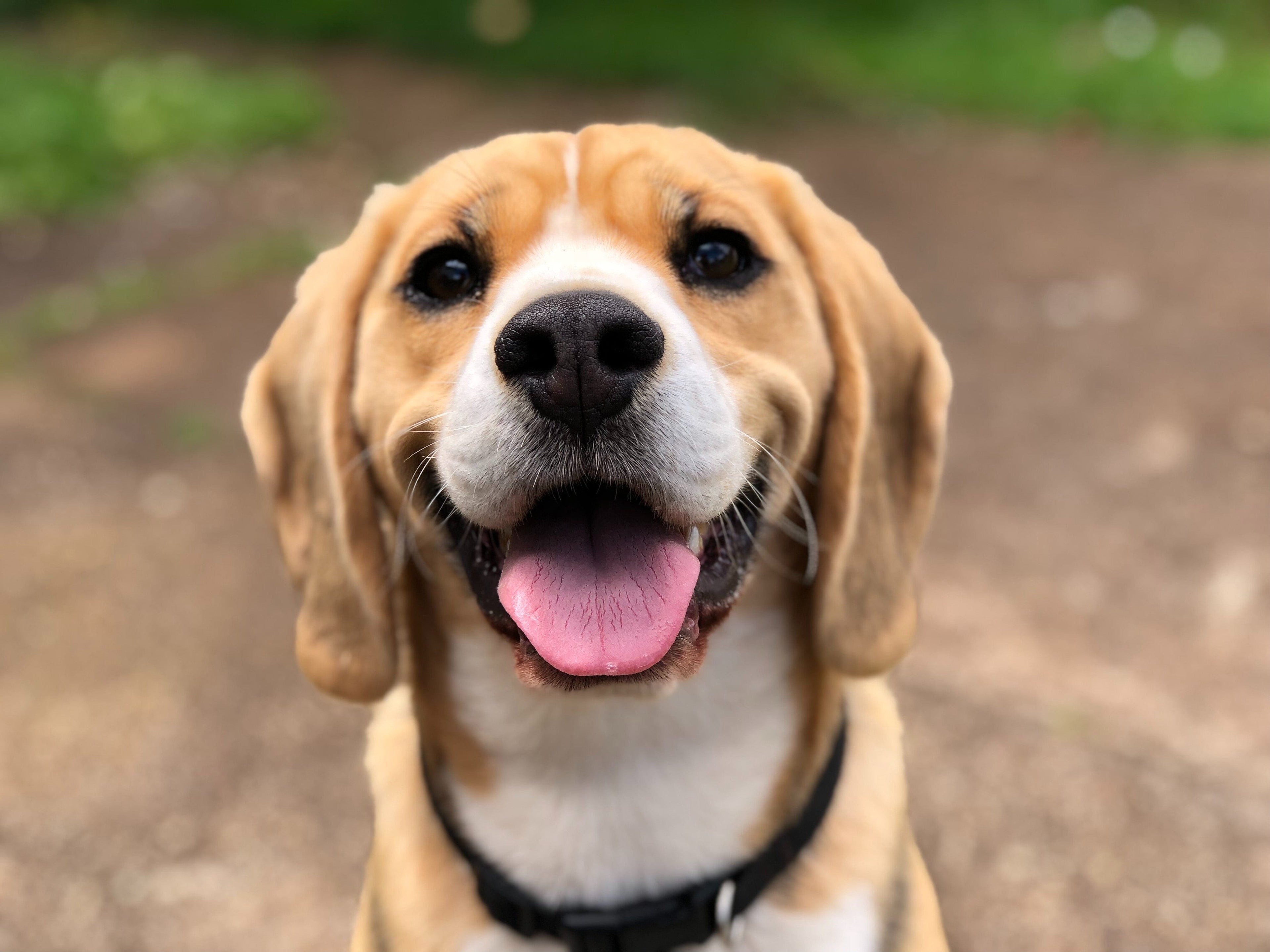 Caring For Your Furry Loved One – Floured Paws Bakery